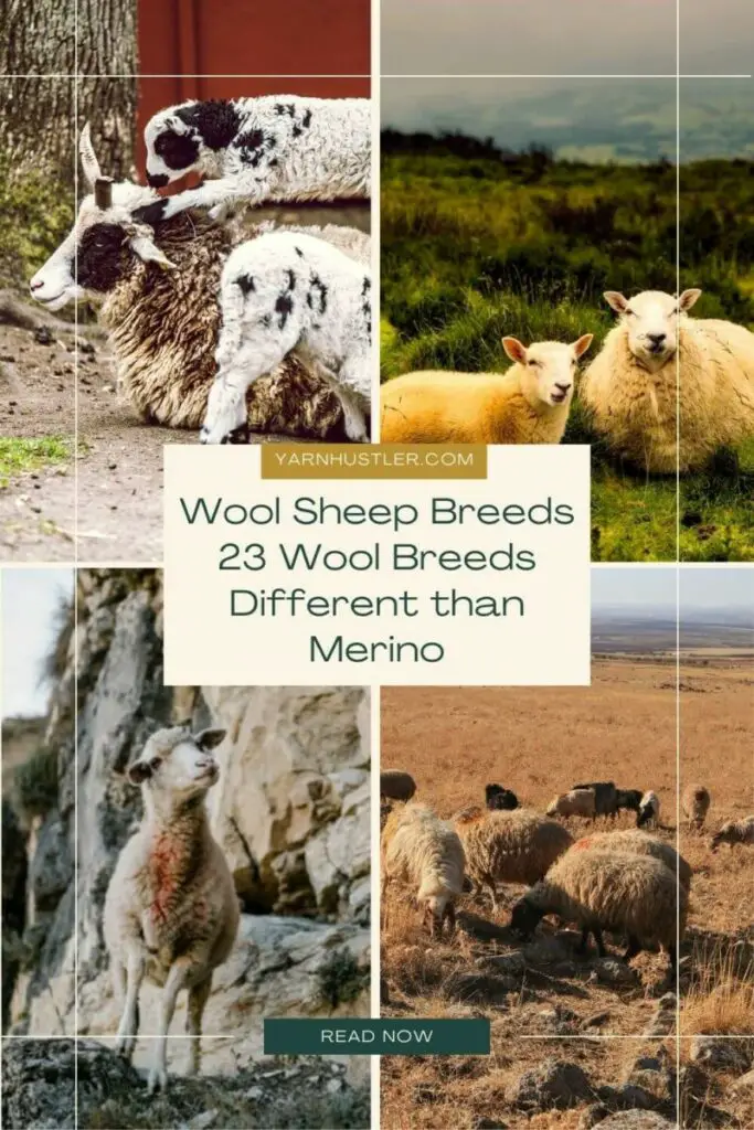 23 Best Wool Sheep Breeds Different Than Merino – Yarnhustler