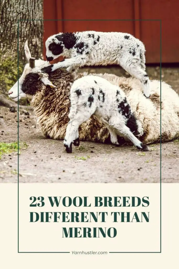 23 Best Wool Sheep Breeds Different Than Merino – Yarnhustler