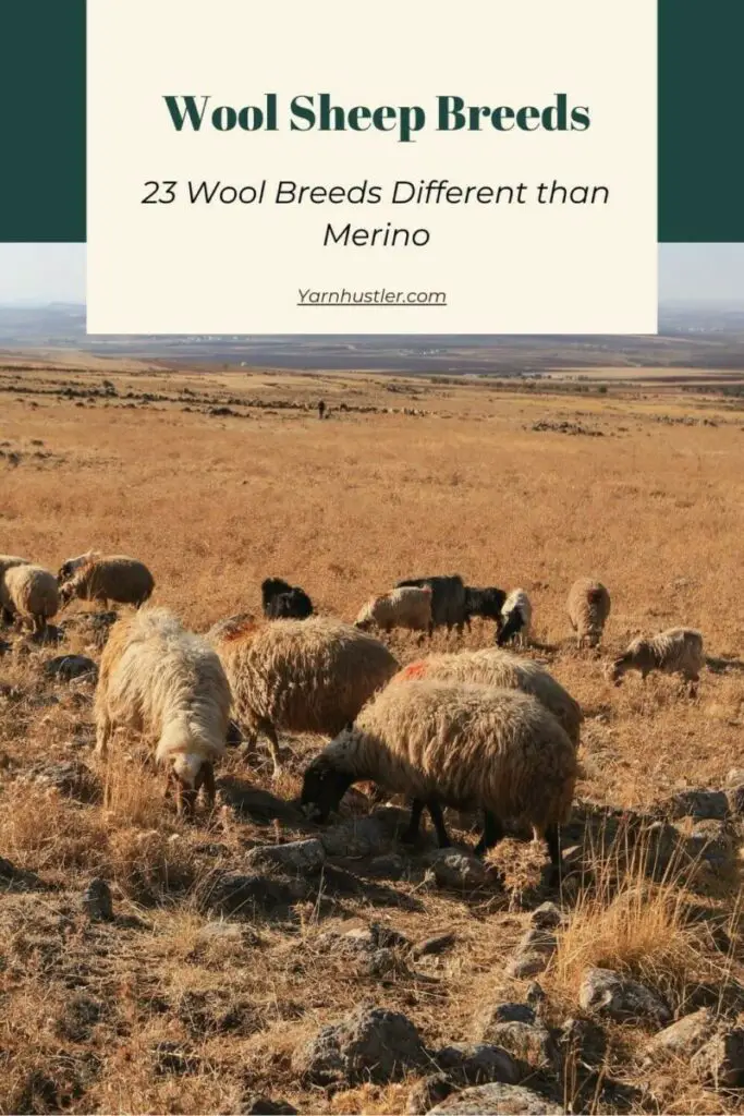 23 Best Wool Sheep Breeds Different Than Merino – Yarnhustler