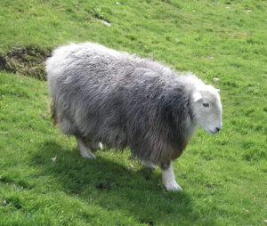23 Best Wool Sheep Breeds Different Than Merino – Yarnhustler